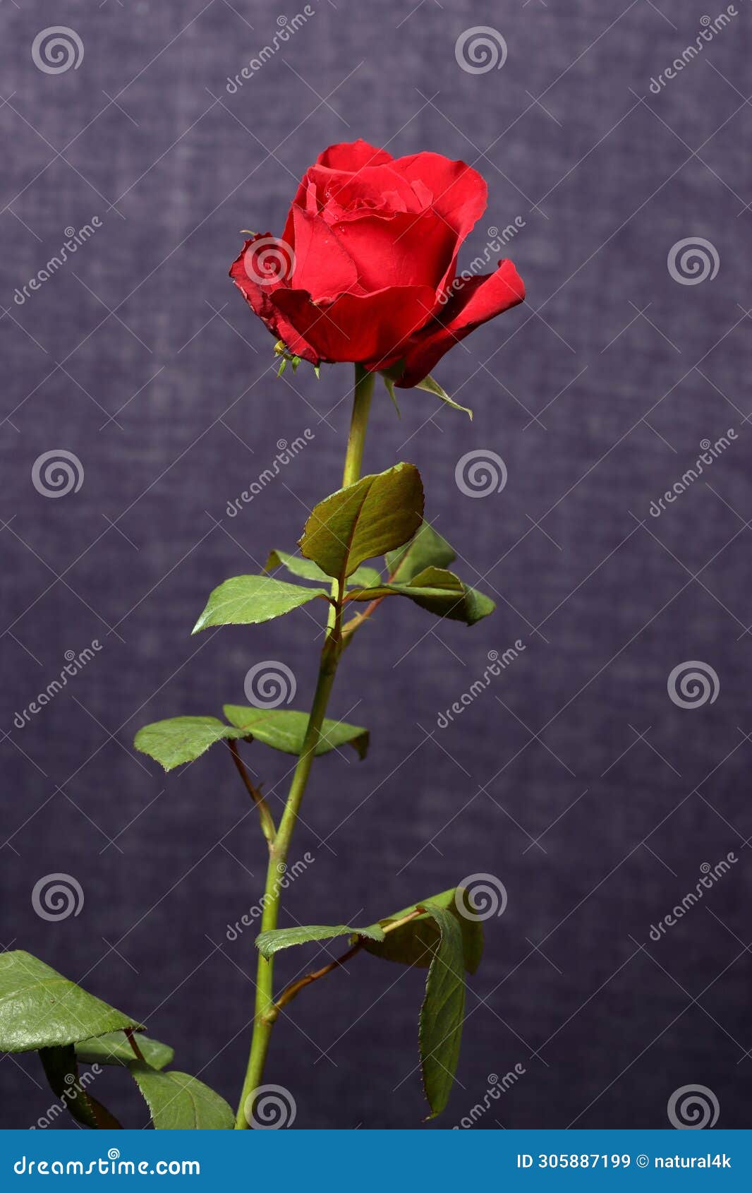 Red Rose Standing on Dark Texture Background Stock Image - Image of ...