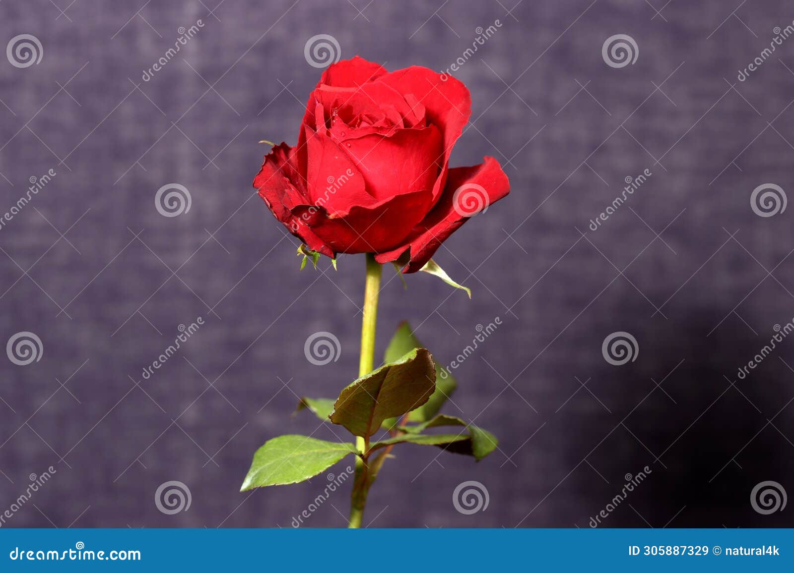 Red Rose Standing on Dark Texture Background Stock Image - Image of ...