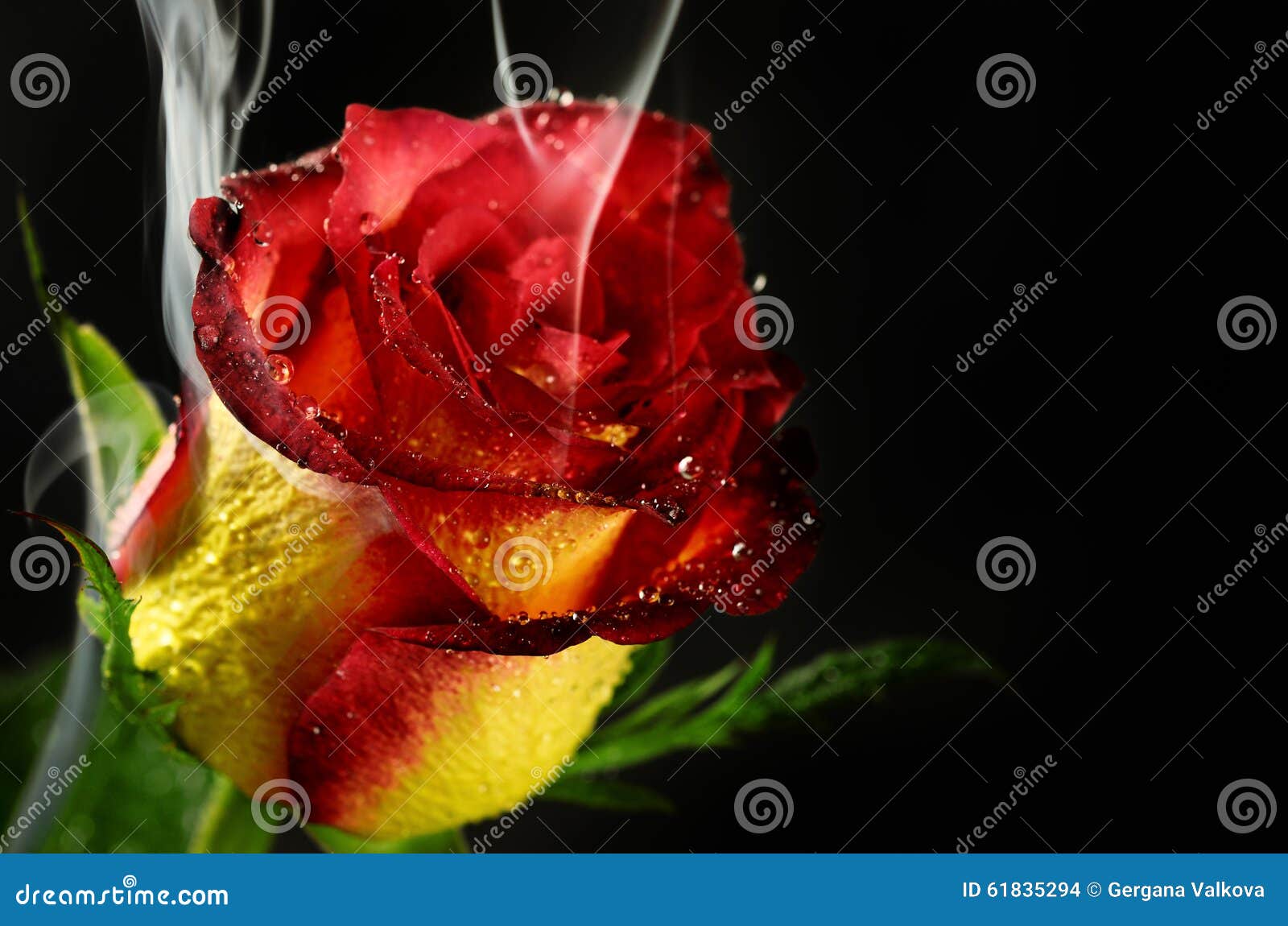 Red Rose with Steam Isolated on Black Stock Photo - Image of bloom ...