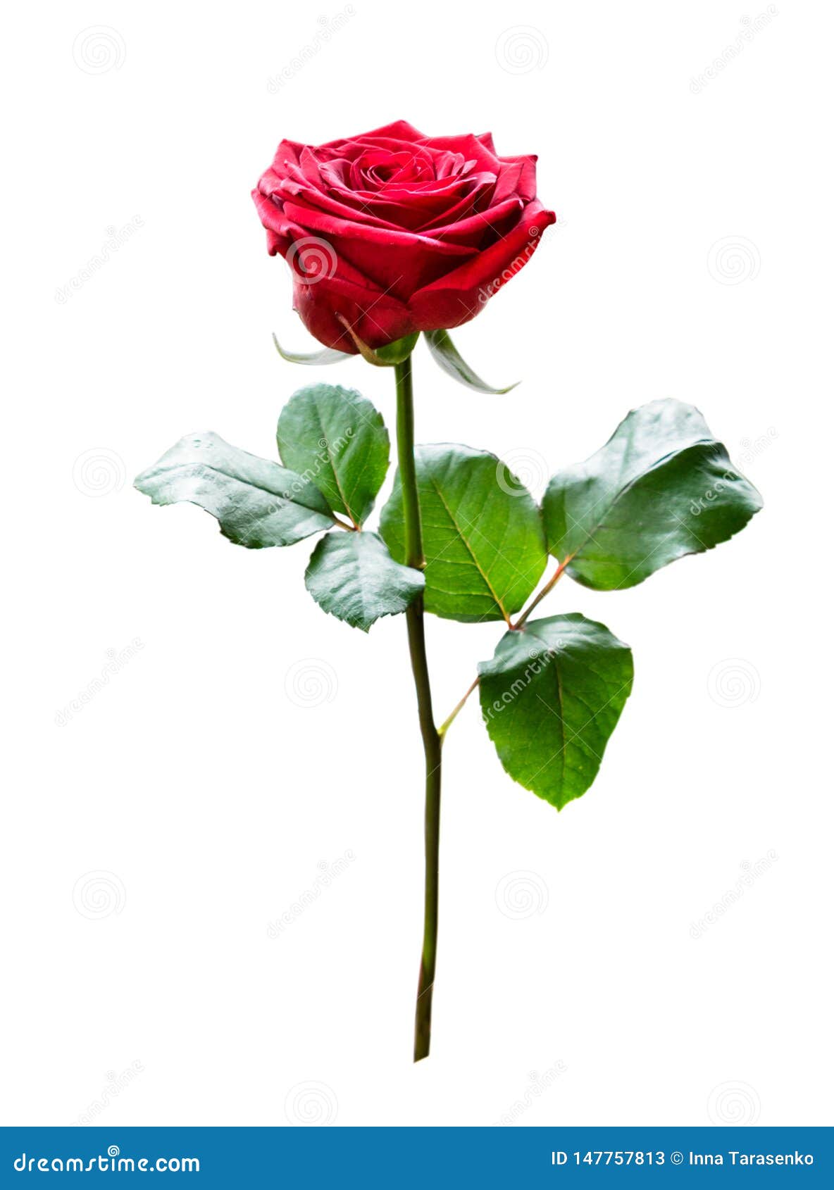 Red Rose on a Stem Isolated, on a White. Stock Image - Image of plant ...