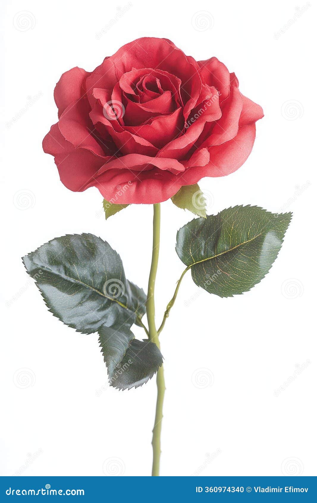 Red Rose on Stem stock photo. Image of long, generated - 360974340