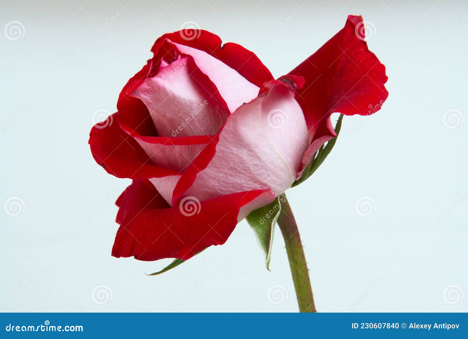 Red Rose on Stem on White Background Stock Photo - Image of petal, rose ...