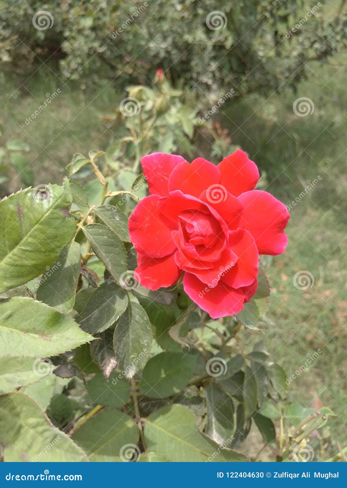 A RED ROSE stock photo. Image of field, still, plant - 122404630