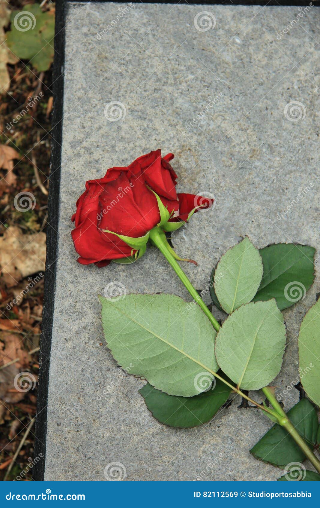 Red rose on a stone stock image. Image of cemetery, death - 82112569