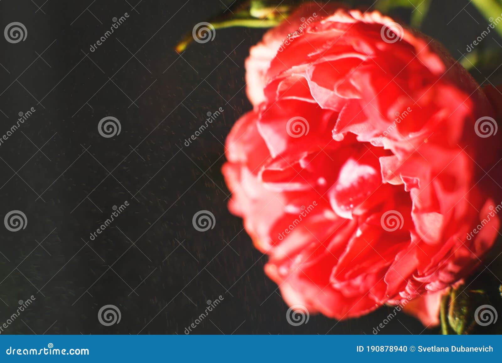 Red Rose with Strong Contrast on a Black Background Stock Photo - Image ...