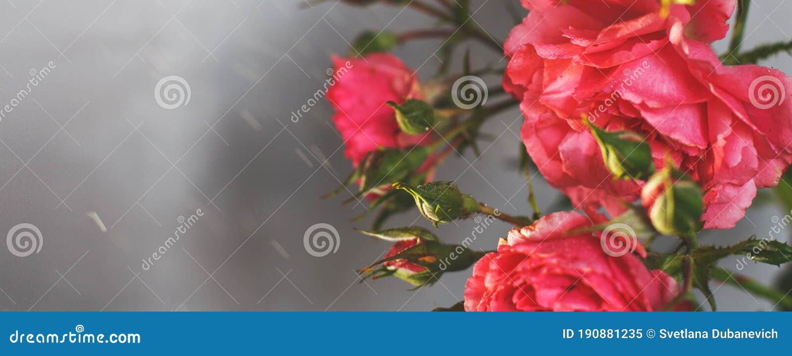 Red Rose with Strong Contrast and Water Drops on a Gray Background ...
