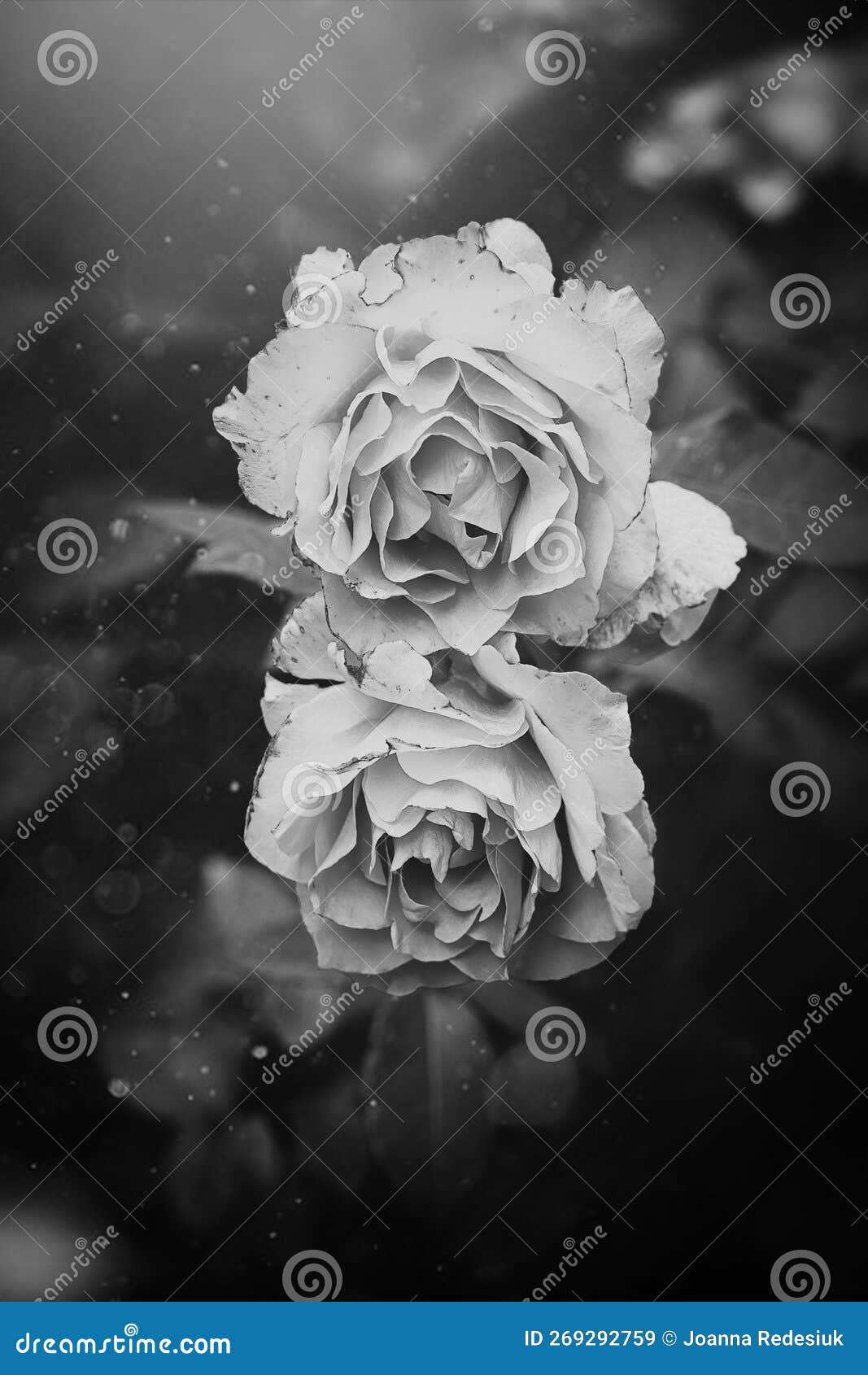 Red Rose in the Summer Garden on a Dark Background Stock Image - Image ...