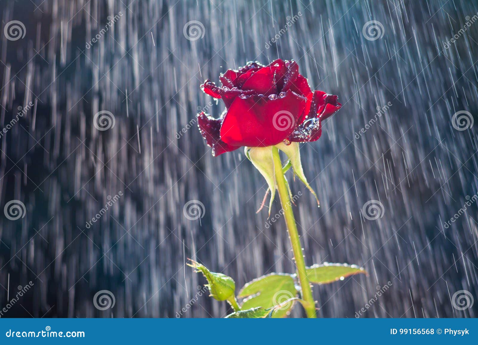 Red Rose in the Summer Rain Stock Photo - Image of gardening, bloom ...