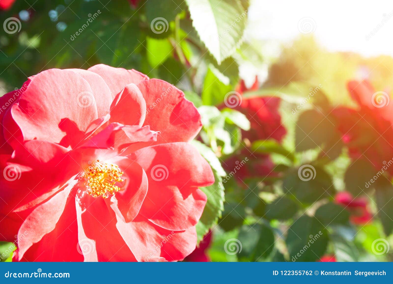 Red rose on sun stock photo. Image of field, botany - 122355762