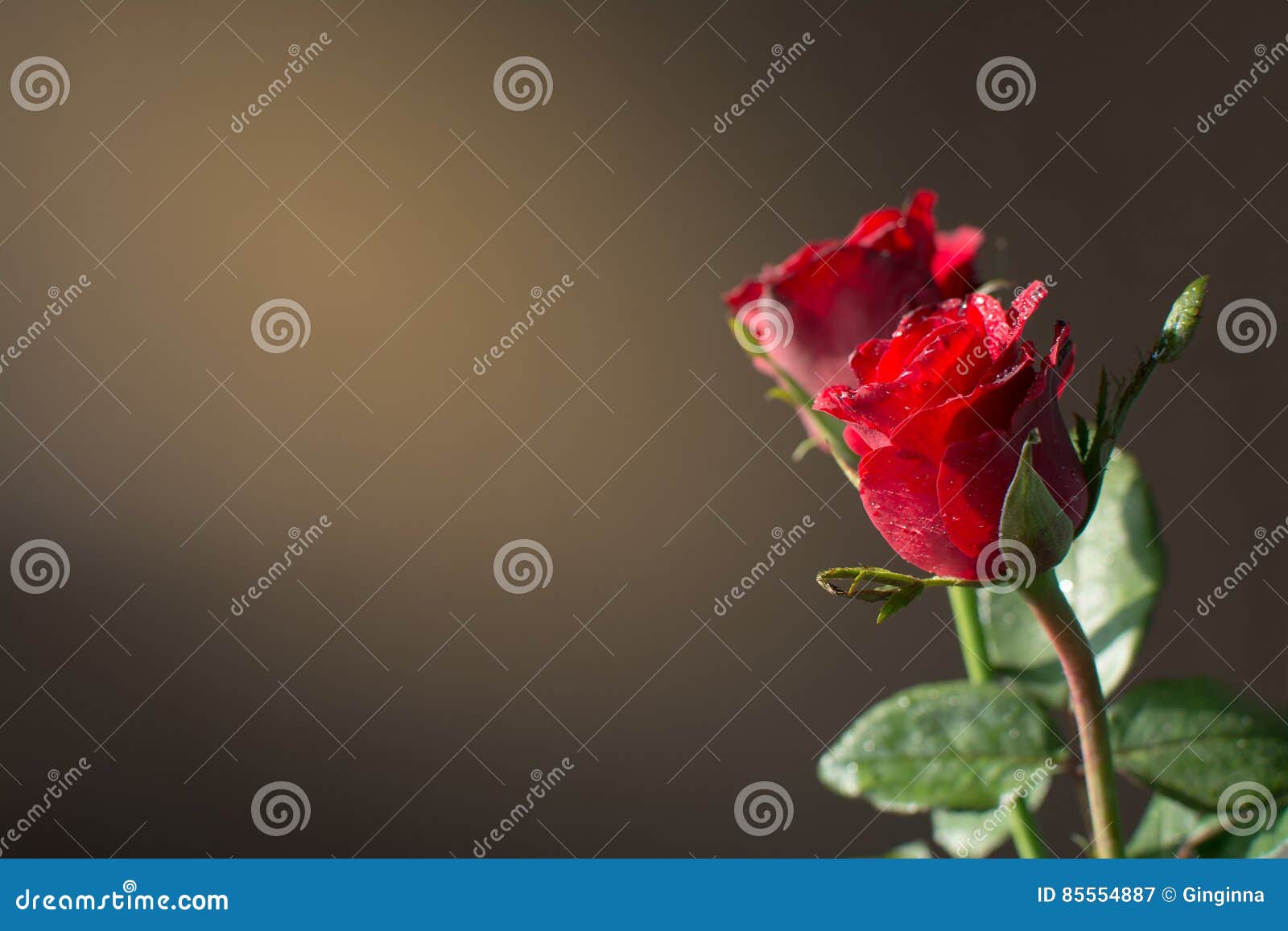 Red rose and sun light stock image. Image of plant, design - 85554887