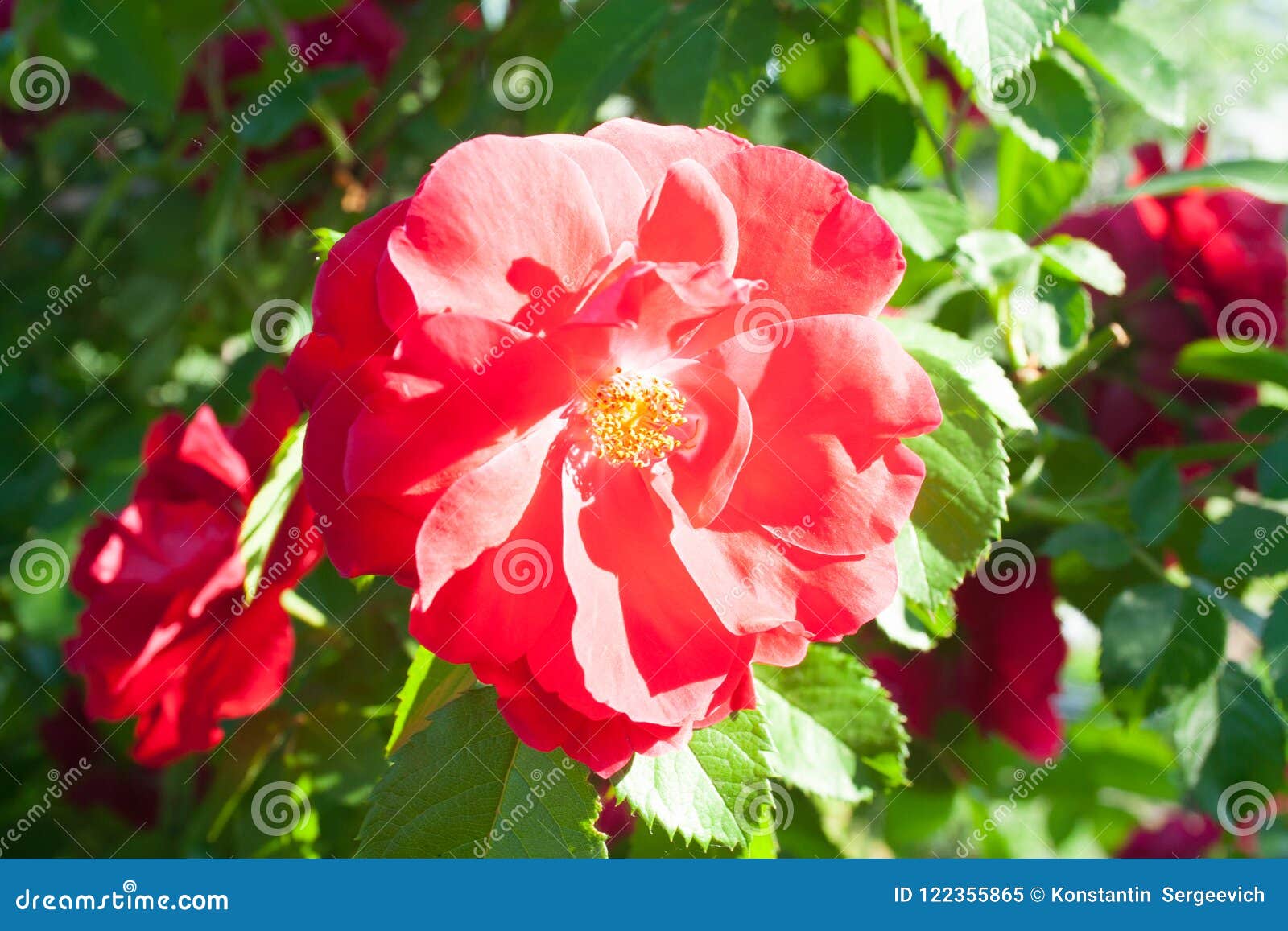 Red rose on sun stock image. Image of flower, beautiful - 122355865