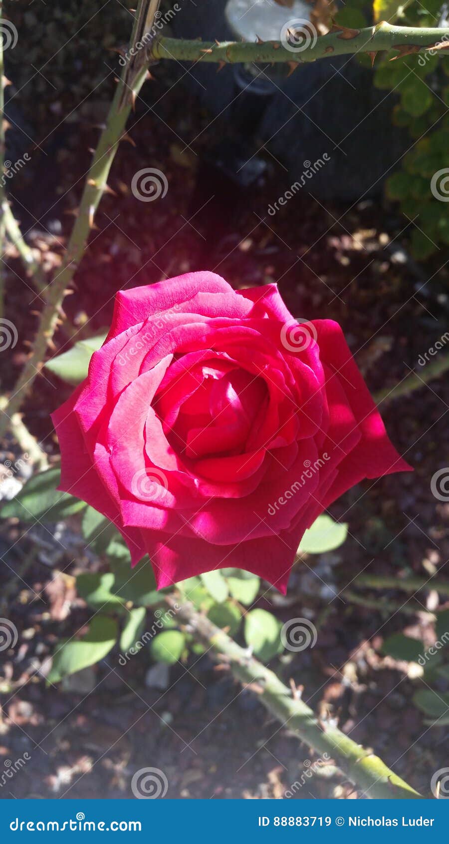 Red rose in sunlight stock image. Image of sunlight, rose - 88883719