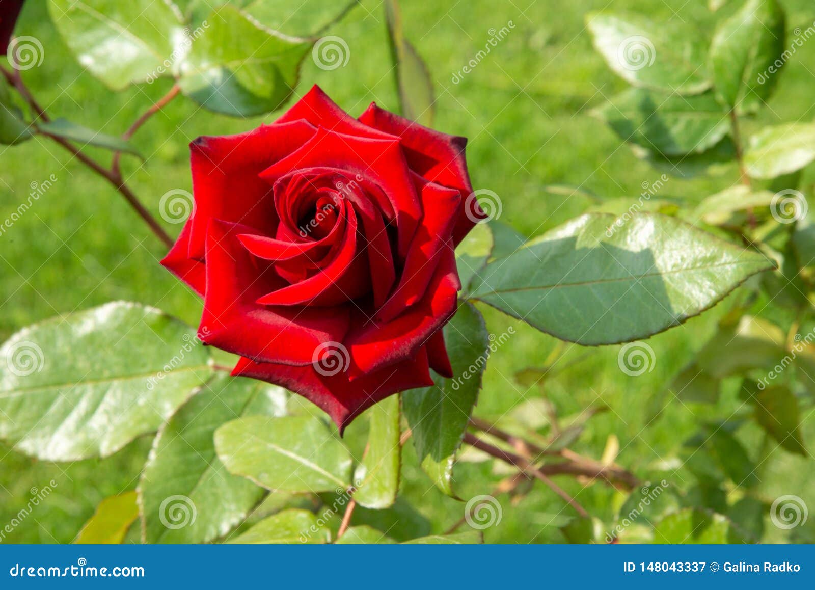 Red Rose is in the Sunlight in Summer Morning Garden. Background Stock ...