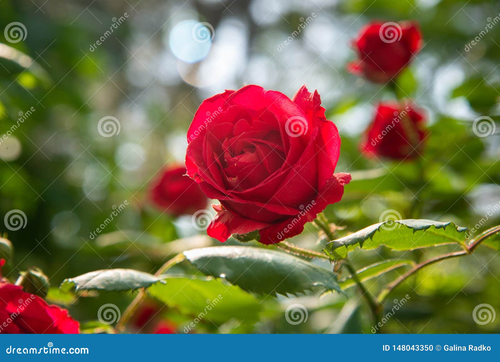 Red Rose is in the Sunlight in Summer Morning Garden. Background Stock ...