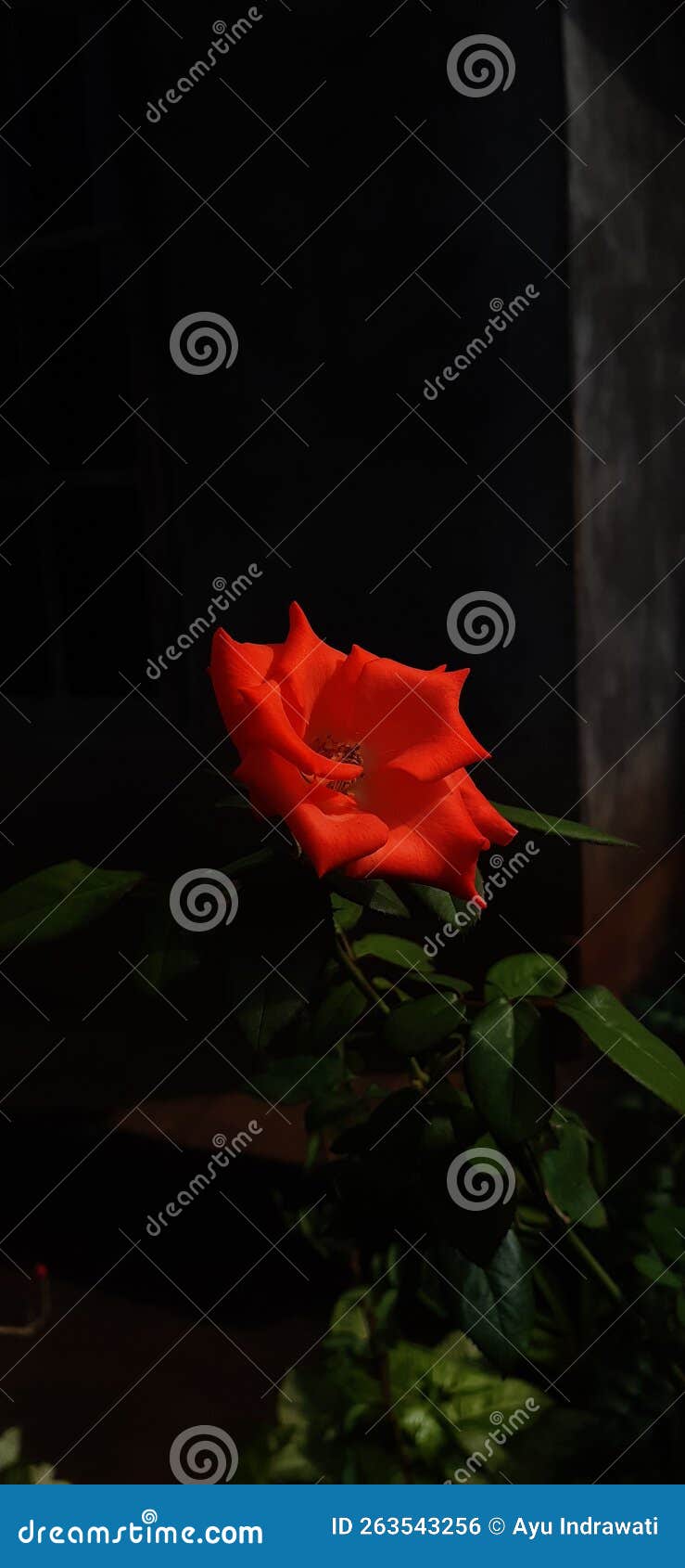 Red Rose with the Sunlight Very Beautiful Stock Photo - Image of ...