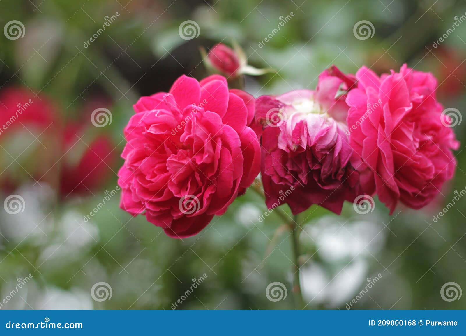 A red rose on a sunny day stock photo. Image of beauty - 209000168
