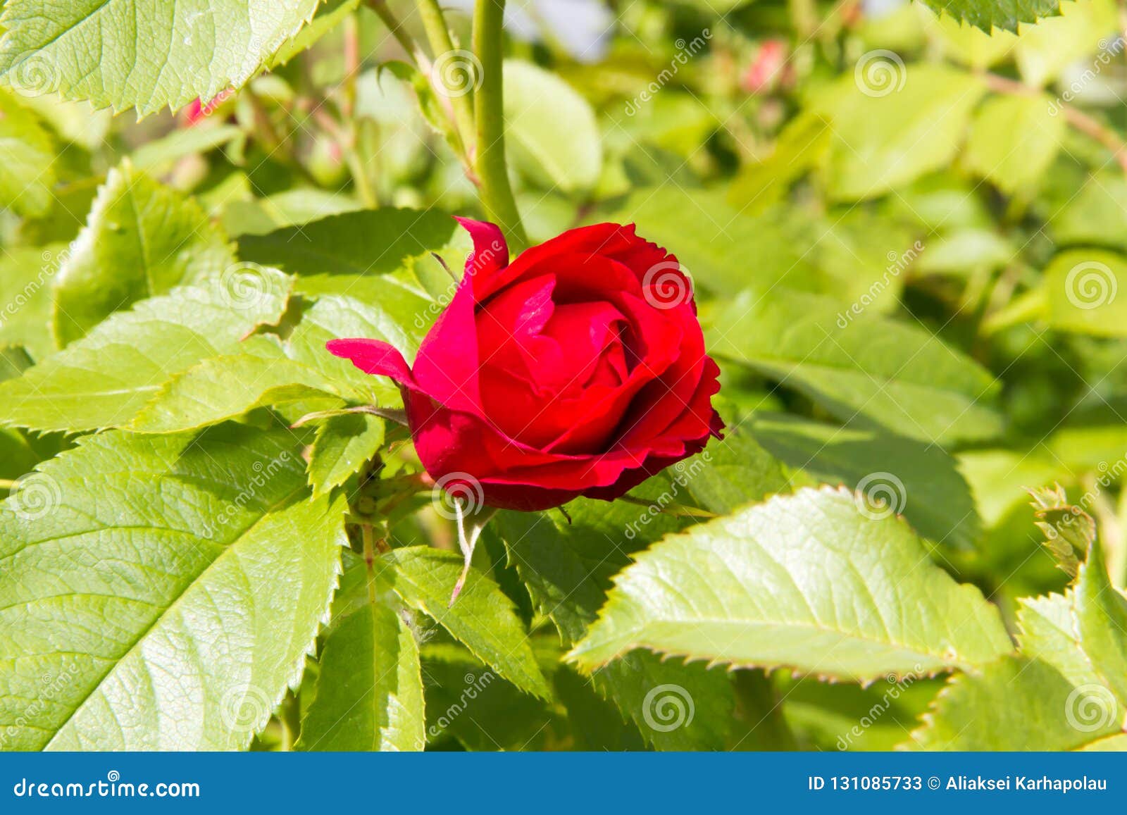 Red Rose in Sunny Summer Garden Stock Image - Image of closeup ...