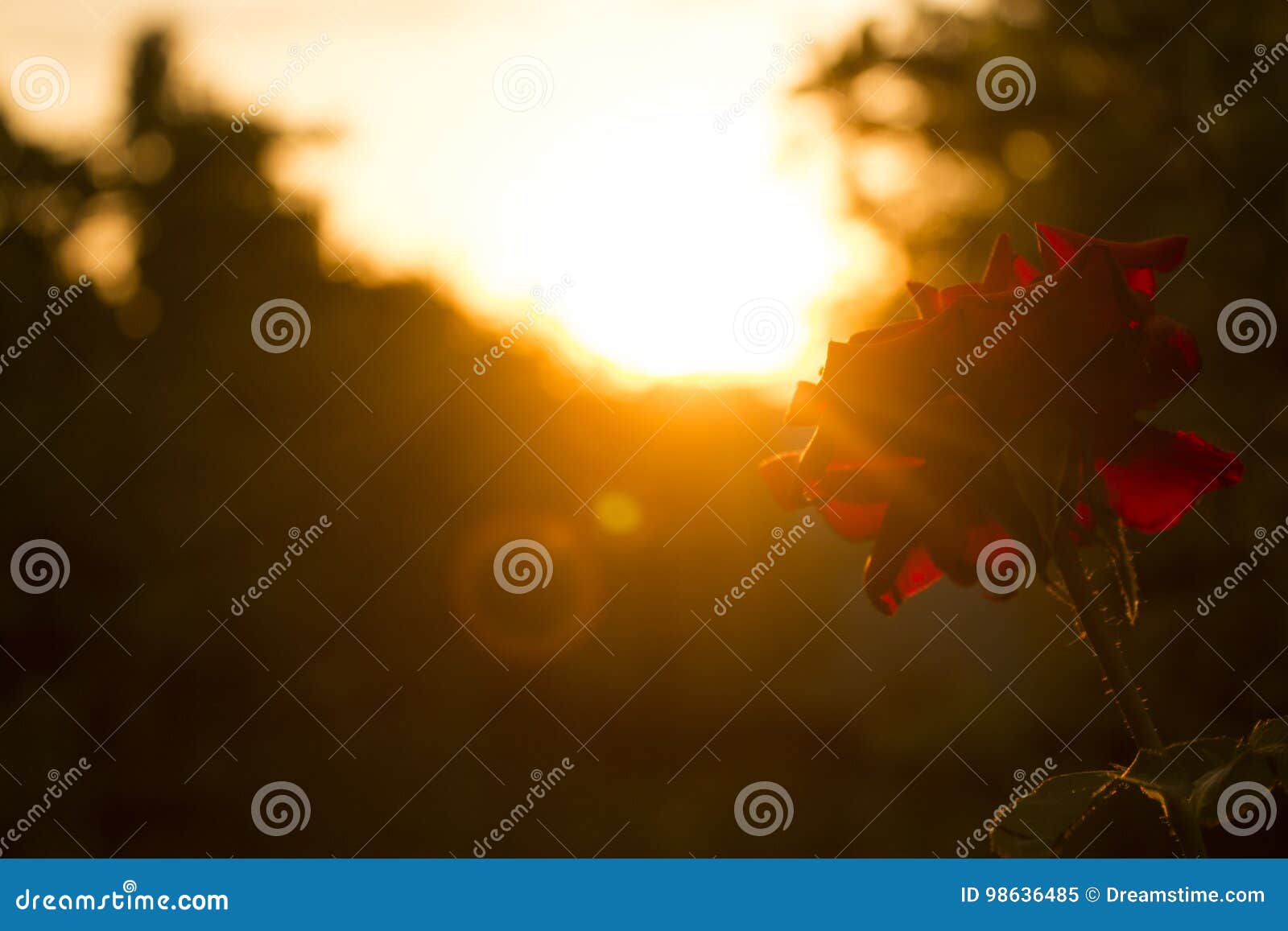 Red rose at sunset stock image. Image of sunset, flower - 98636485