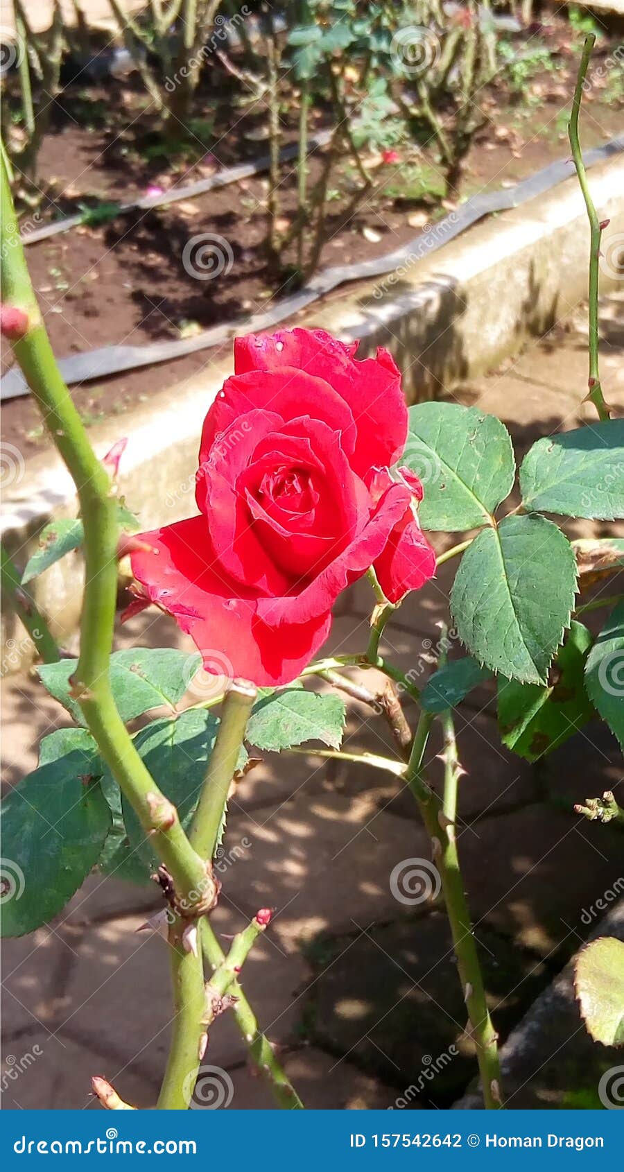 A Red Rose in Sunshine stock photo. Image of plant, flower - 157542642