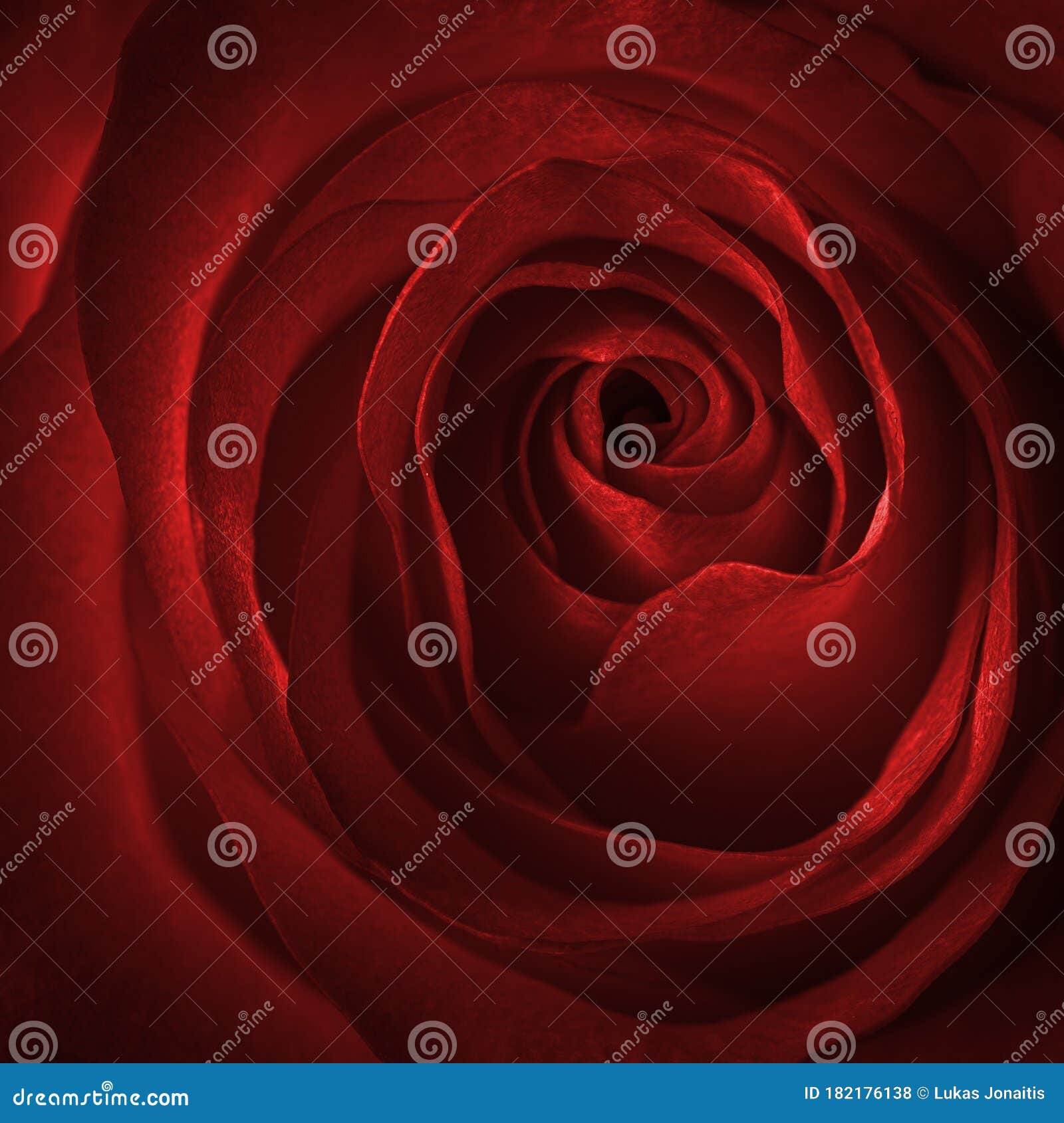 Red Rose Swirl Square Background, Studio Shot Stock Photo - Image of ...
