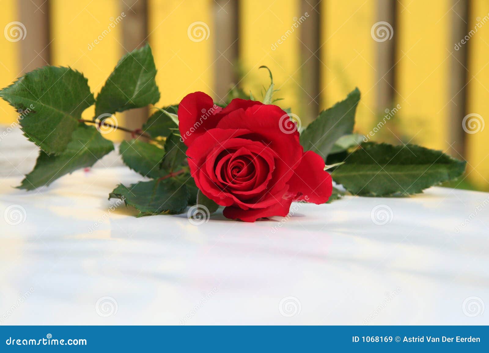 Red rose on a table stock image. Image of love, blue, summer - 1068169