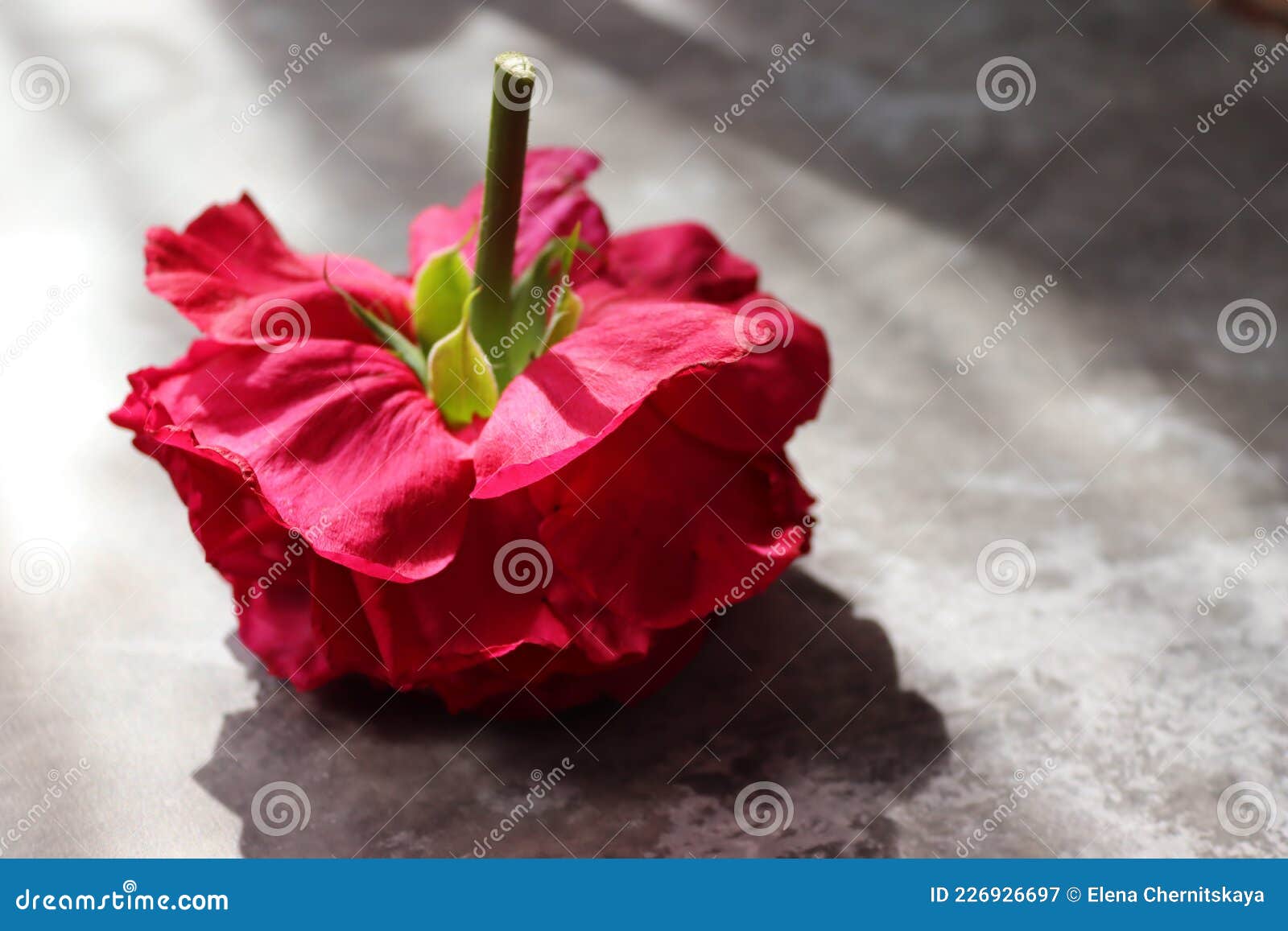 Red rose on the table stock image. Image of blossom - 226926697