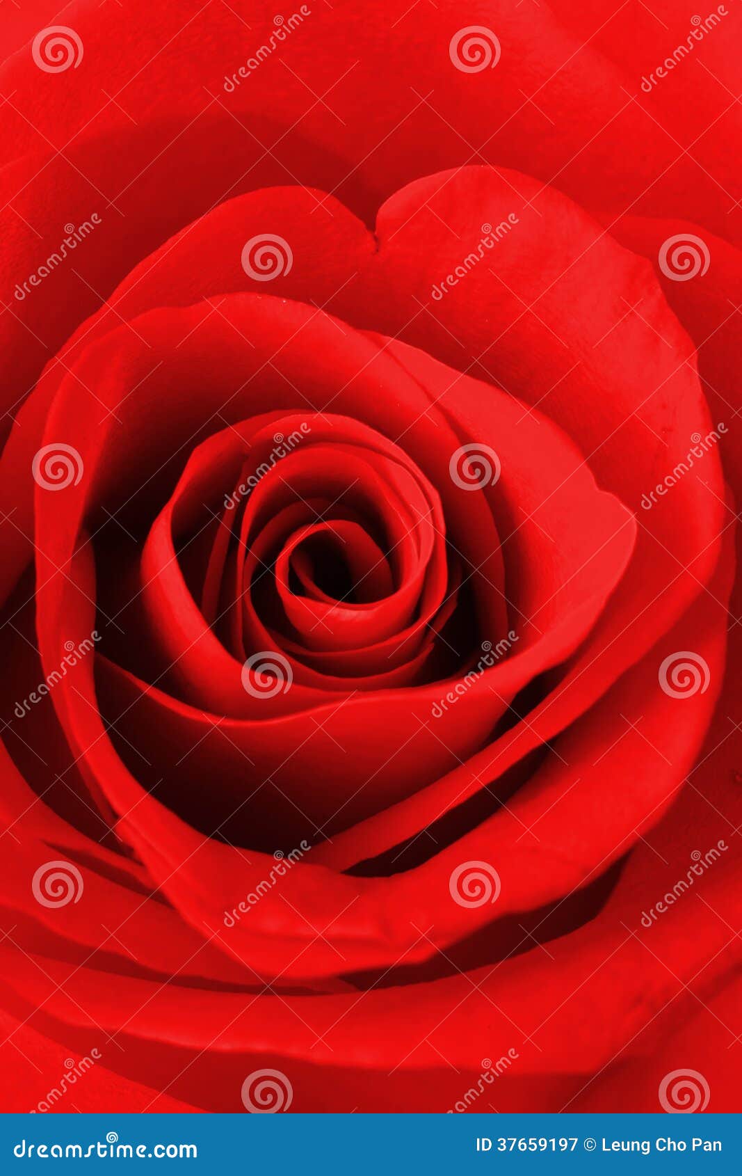 Red rose texture stock image. Image of nature, single - 37659197