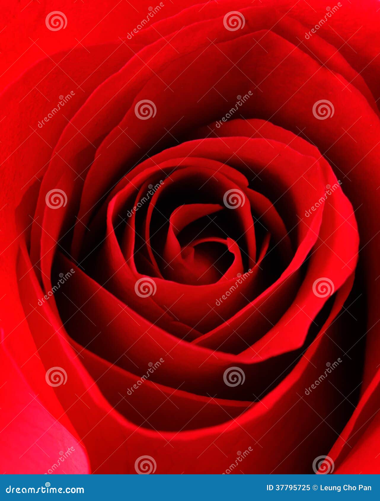 Red rose stock image. Image of soft, beautiful, nature - 37795725