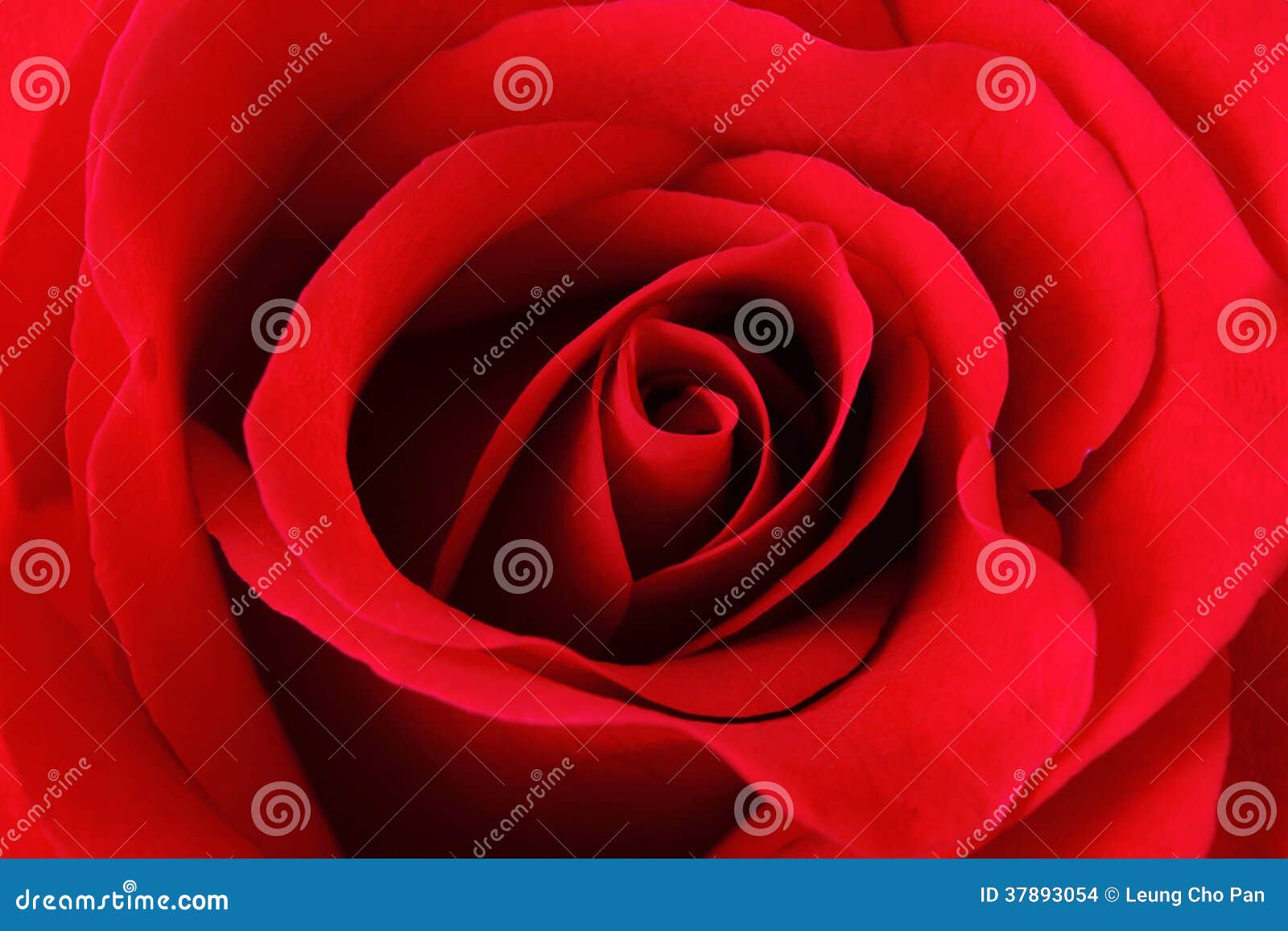 Red rose texture stock photo. Image of single, white - 37893054