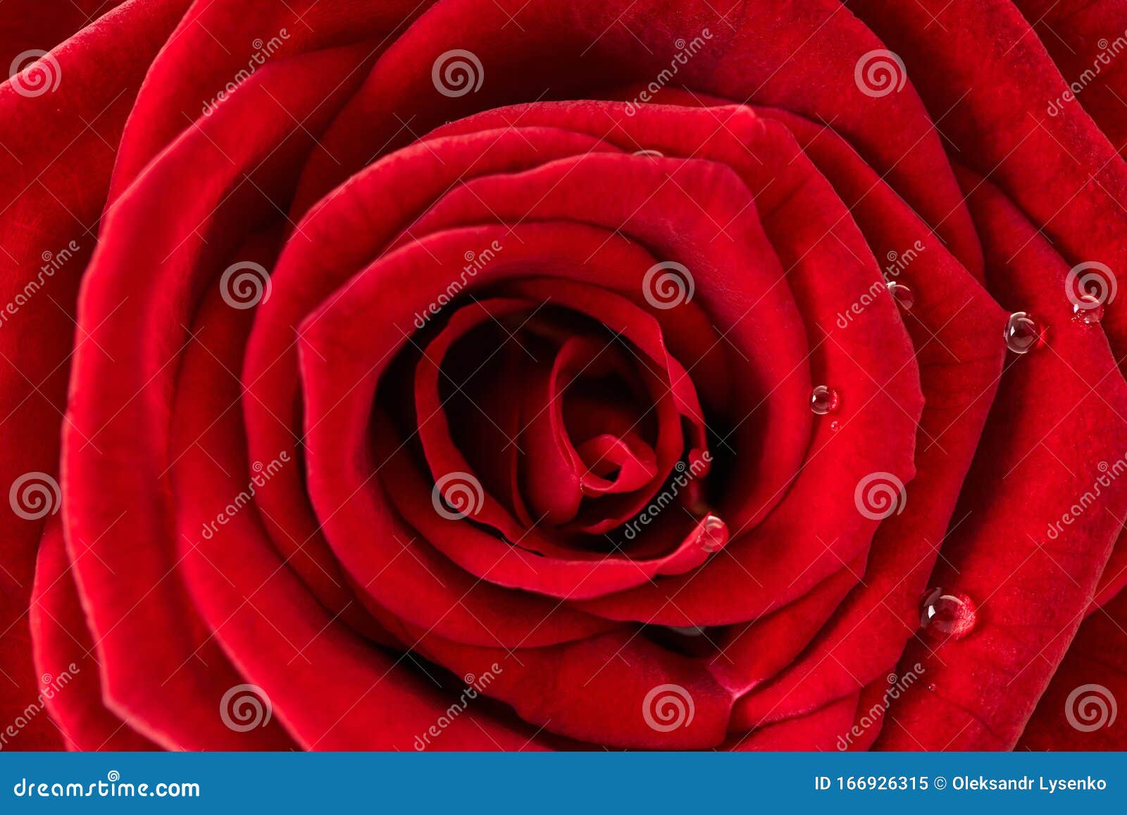Red Rose Texture, Petals Closeup Stock Image - Image of celebration ...