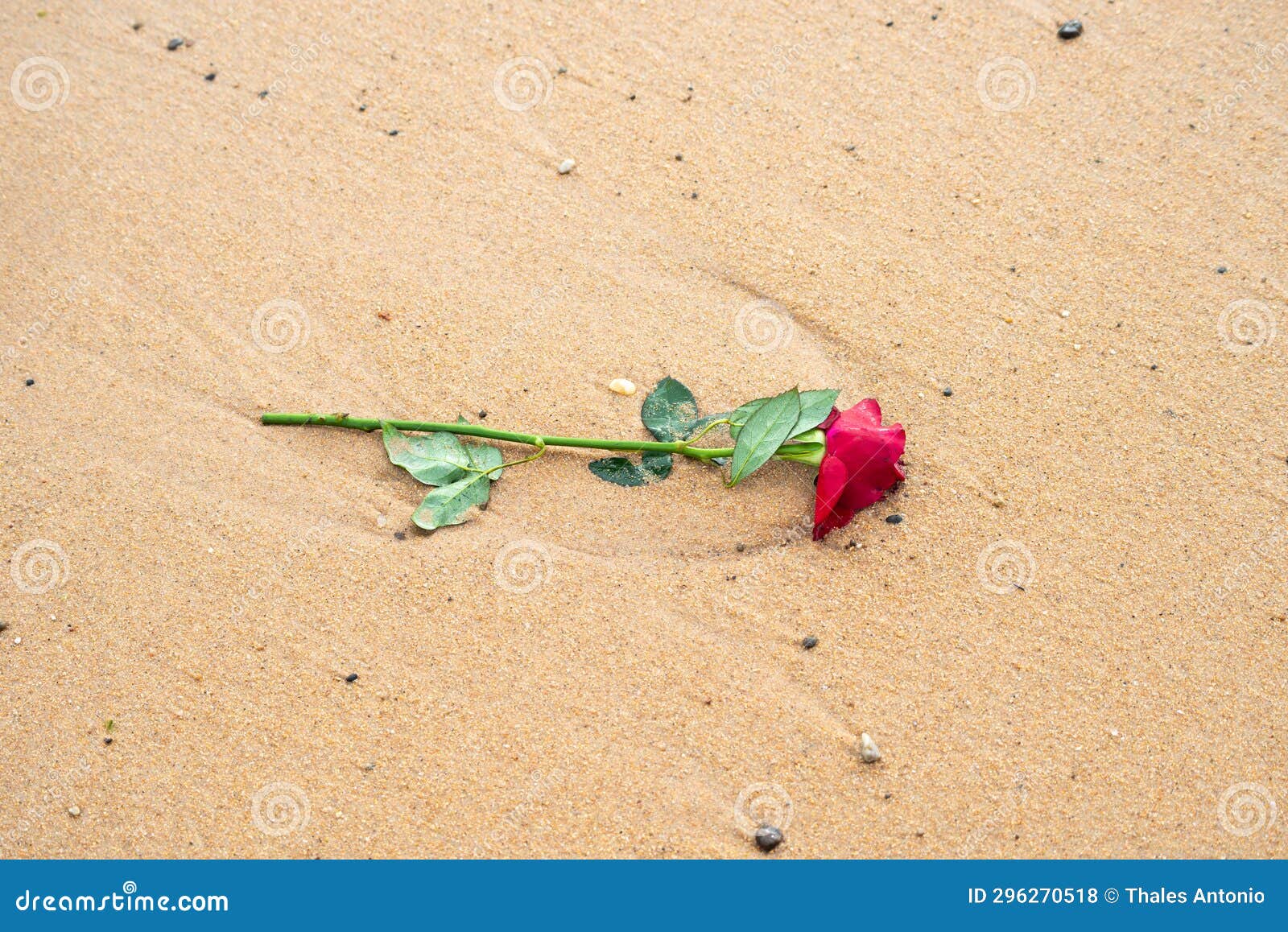 Red Rose Thrown on the Beach Sand Stock Photo - Image of summer, nature ...