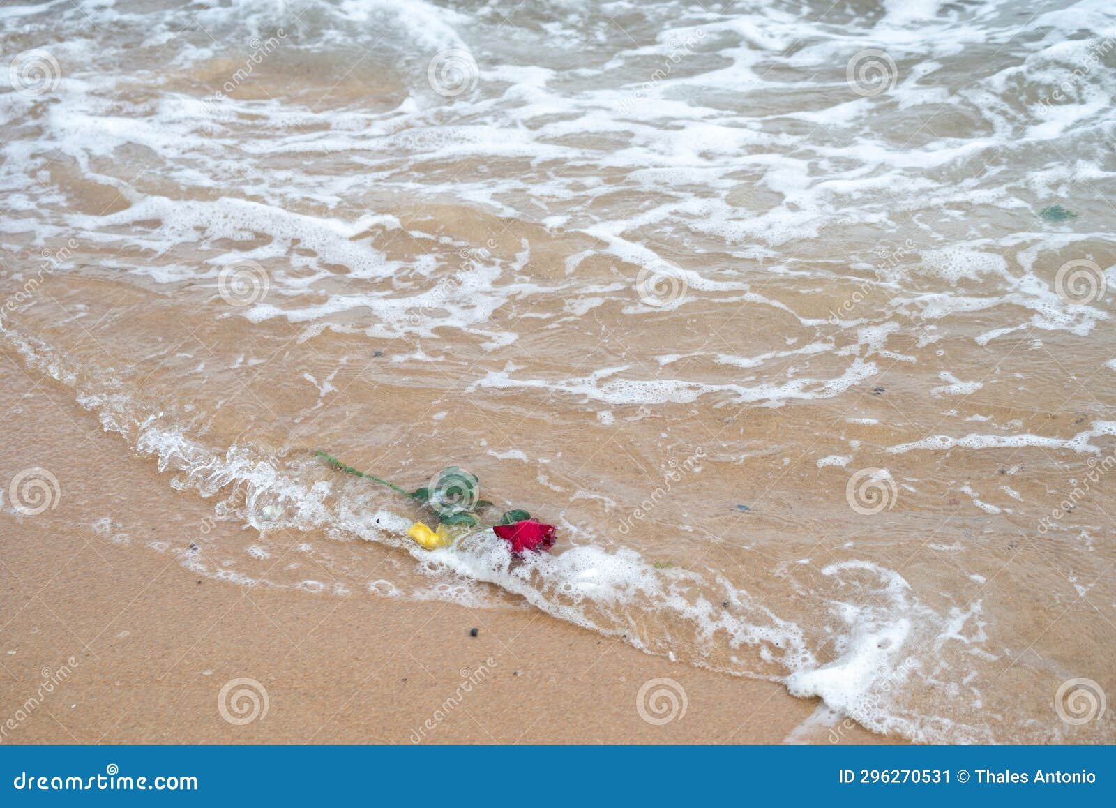 Red Rose Thrown on the Beach Sand Stock Image - Image of bouquet ...