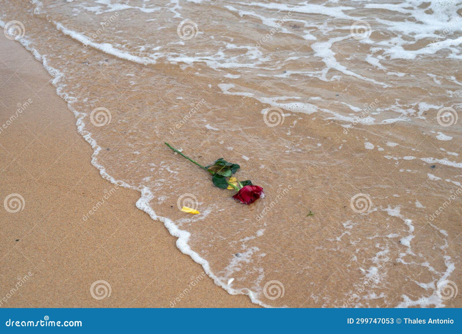 Red Rose Thrown on the Beach Sand Stock Image - Image of water, sand ...
