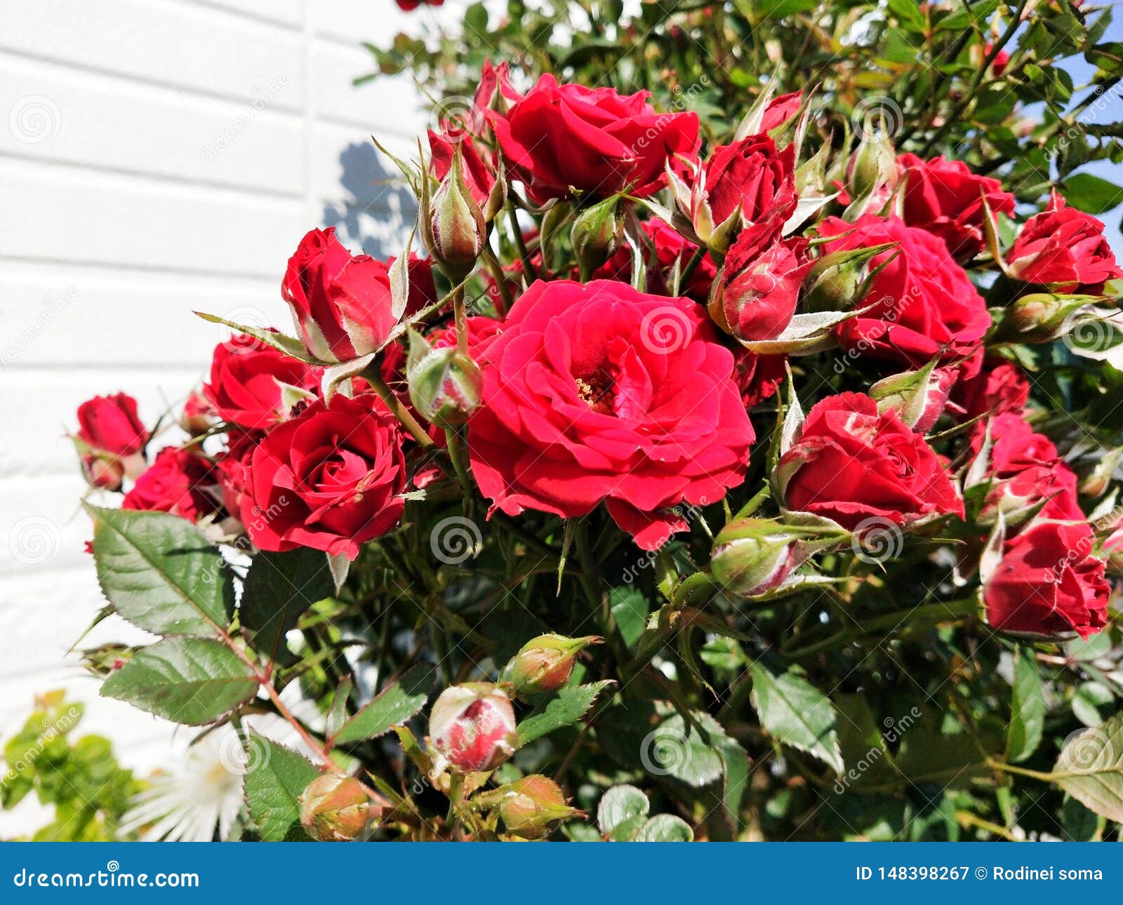 Red Rose To Give Someone Special Stock Image - Image of special, give ...