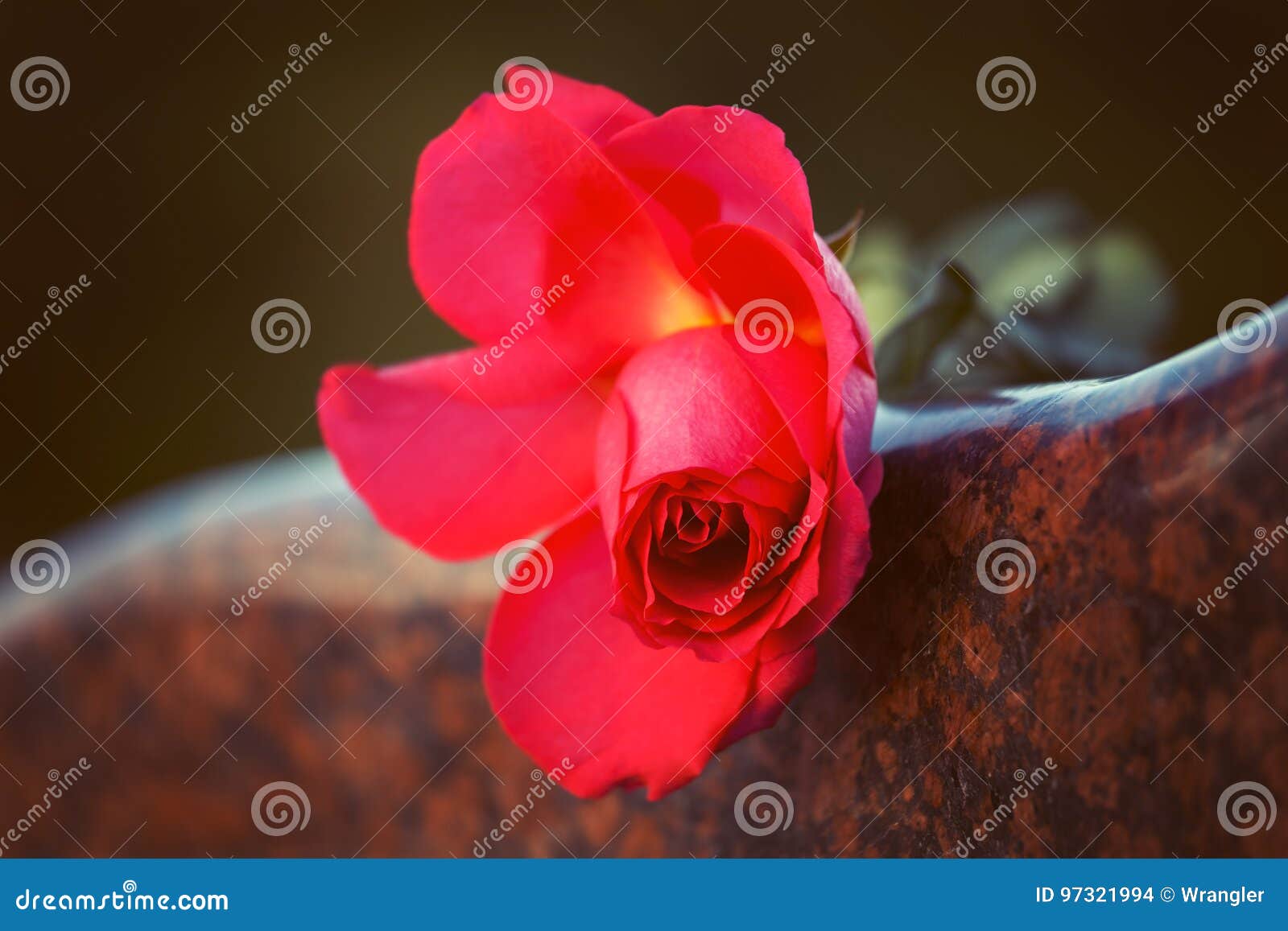 Red rose on the tombstone stock photo. Image of monument - 97321994