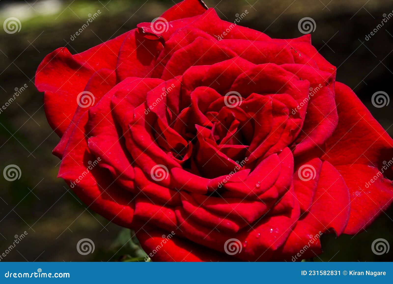 Red rose top view, stock image. Image of color, plant - 231582831
