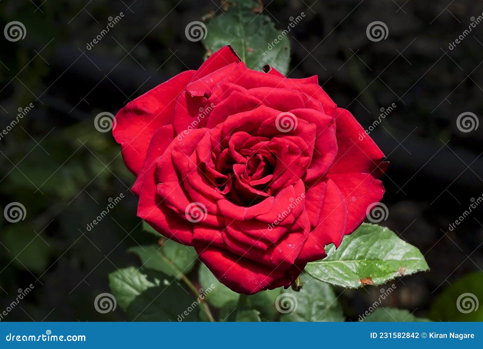Red rose top view, stock photo. Image of february, design - 231582842
