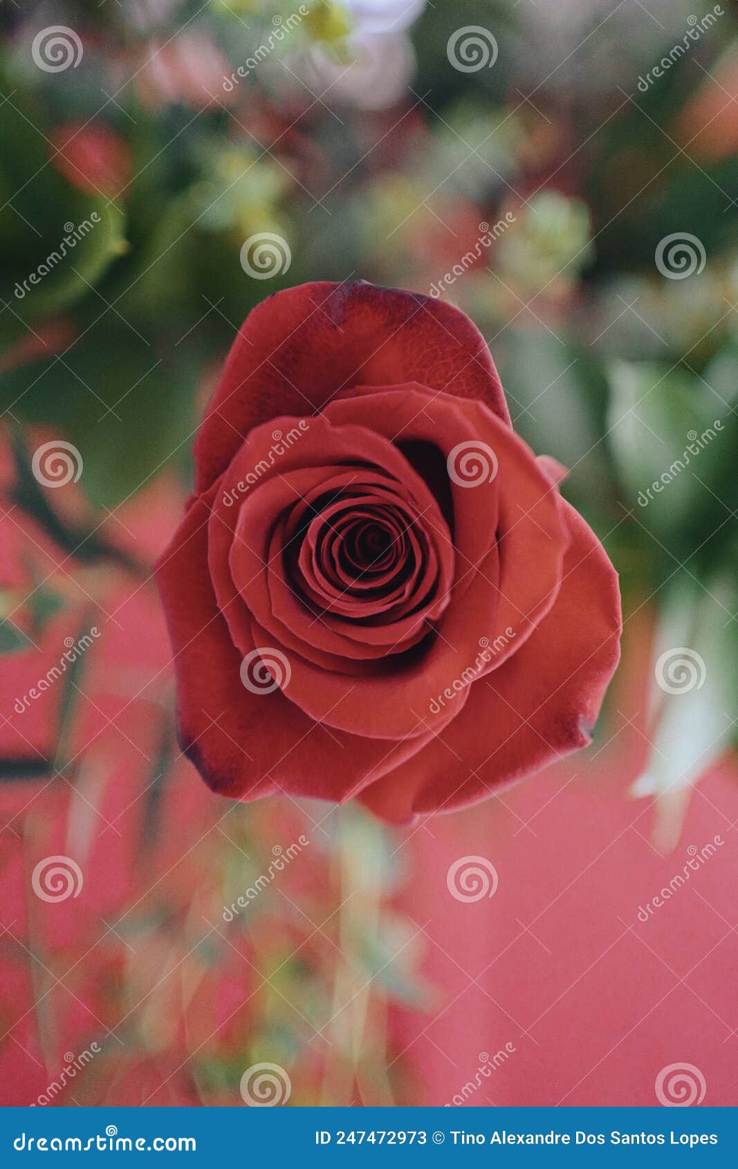 Red Rose 1 stock image. Image of plant, decoration, celebration - 247472973