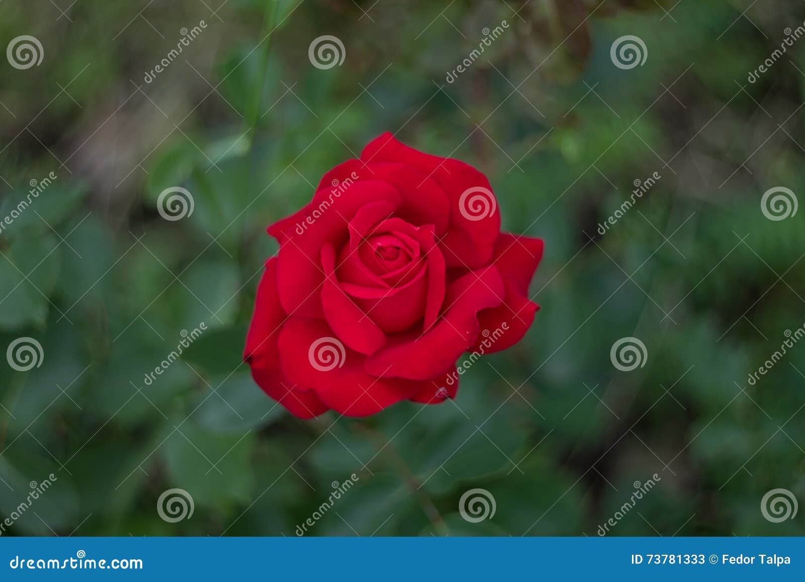 Red rose stock image. Image of botany, green, blossom - 73781333