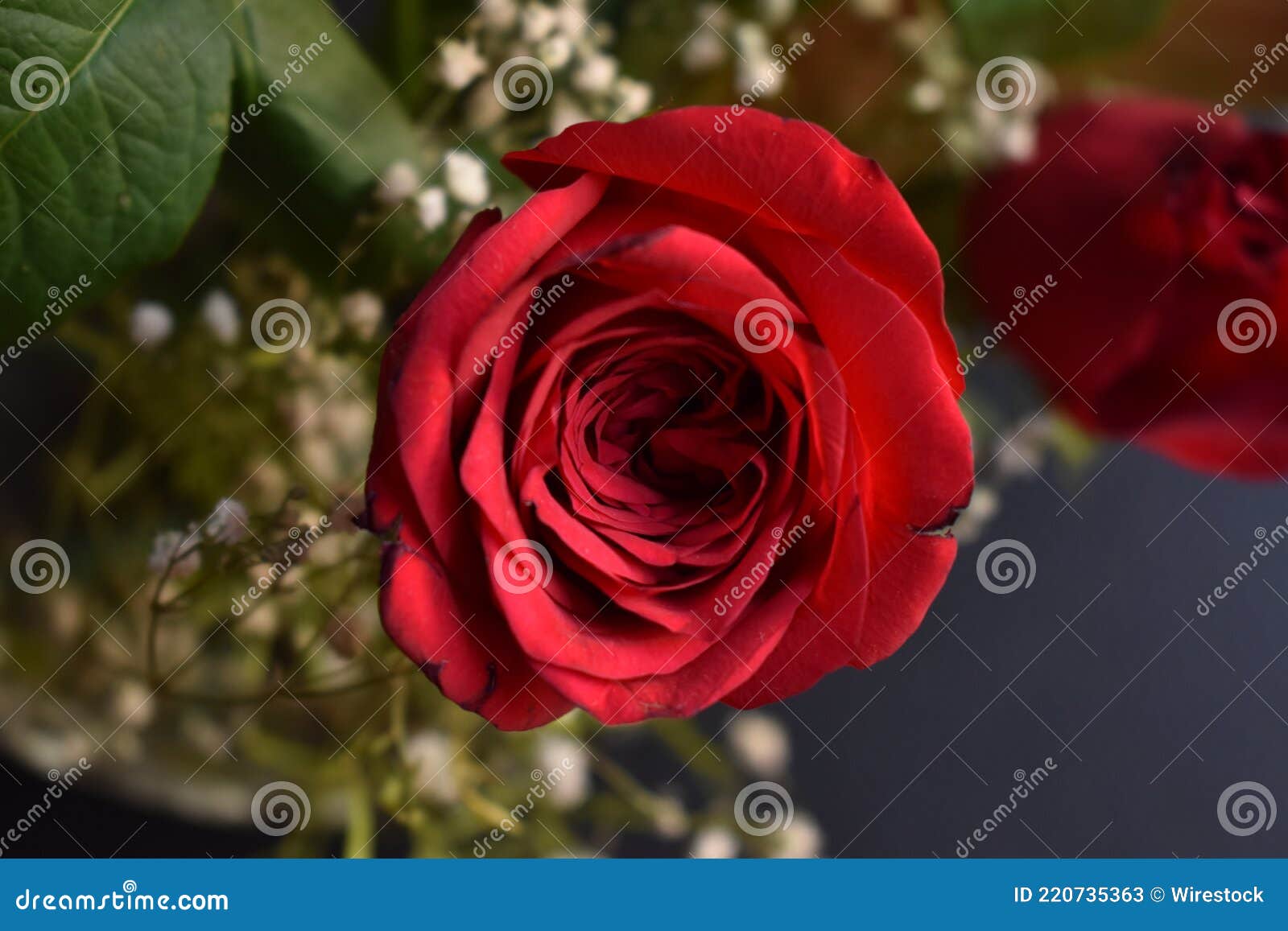 Red rose in top view stock image. Image of romance, beautiful - 220735363