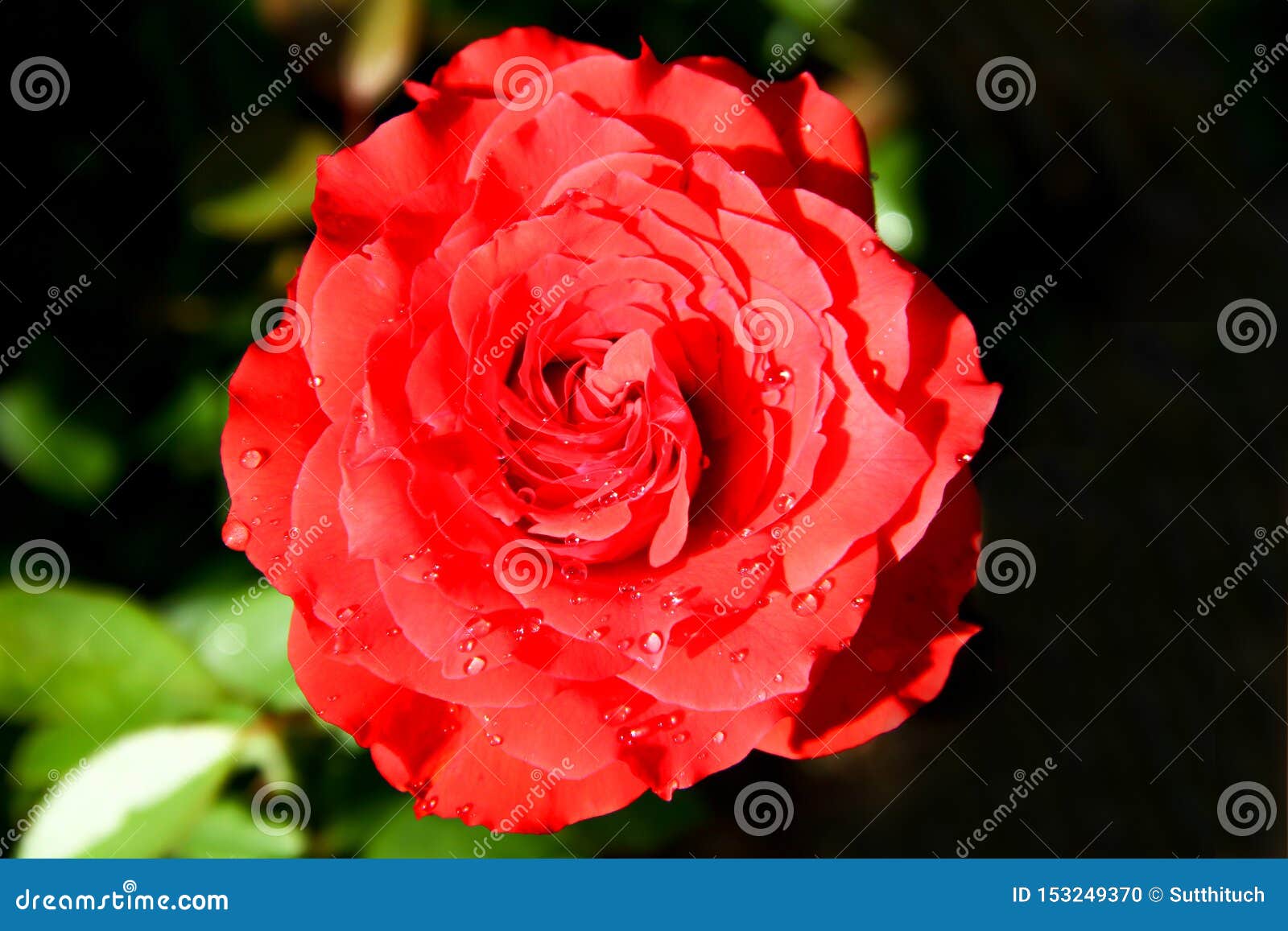 Red rose top view close up stock photo. Image of celebration - 153249370