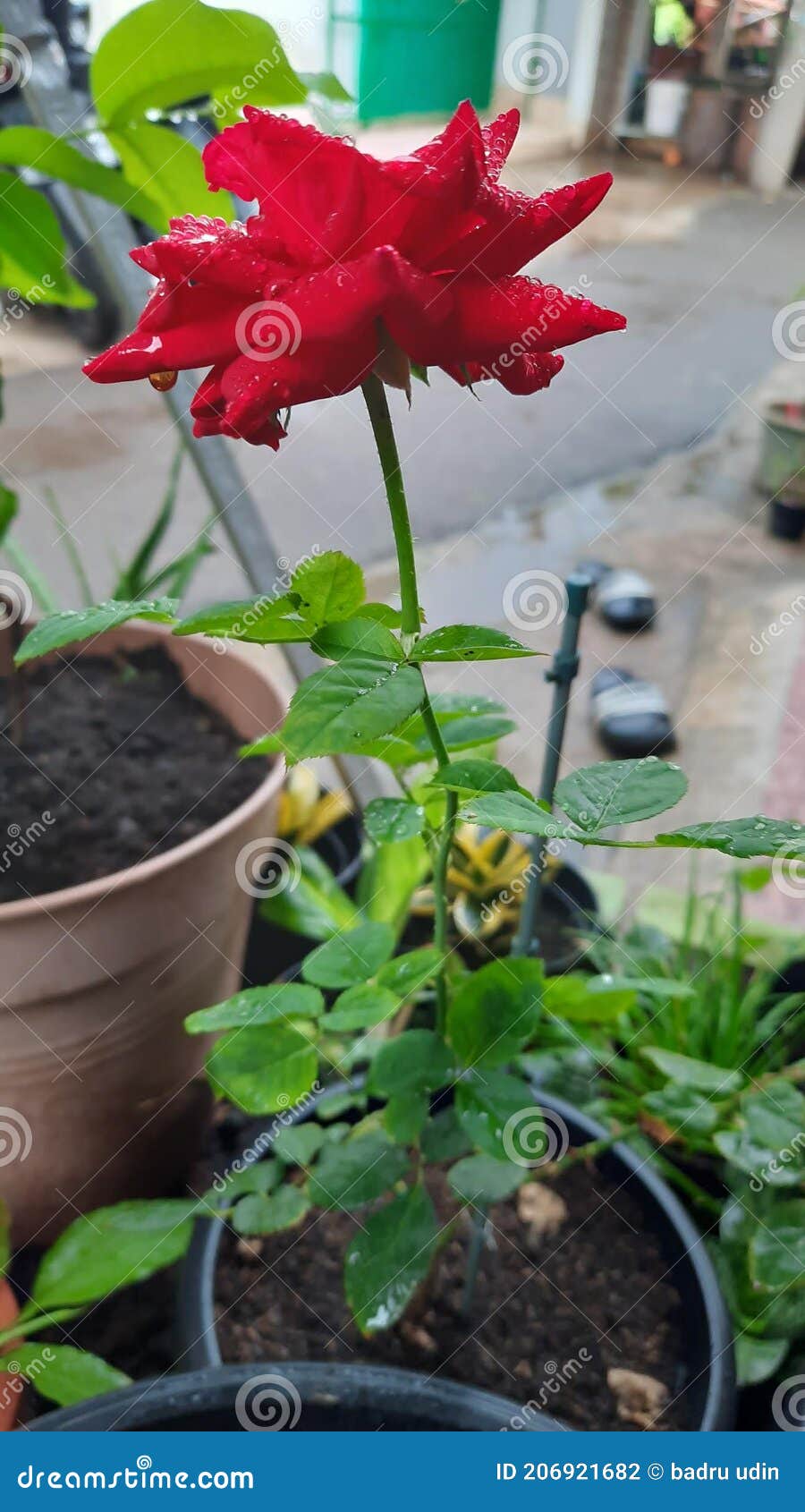 Red rose tree stock photo. Image of branch, wildflower - 206921682