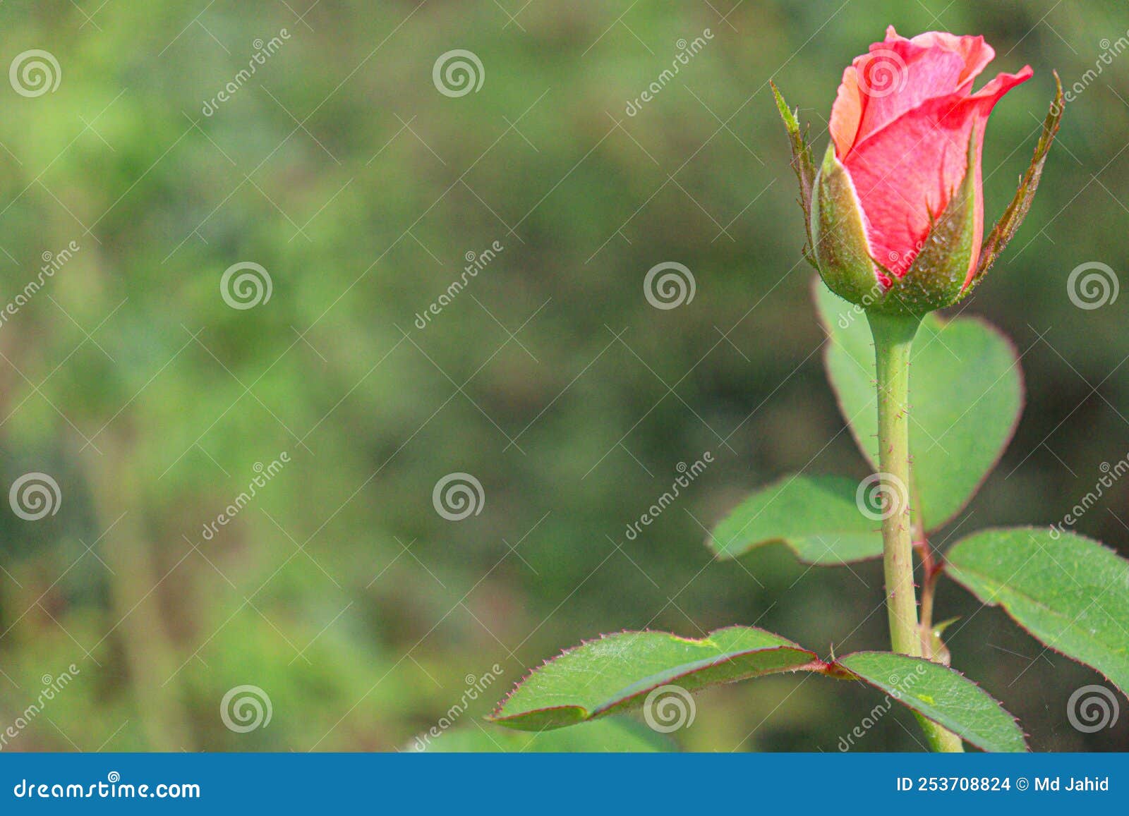 Red rose on tree in farm stock photo. Image of greeting - 253708824