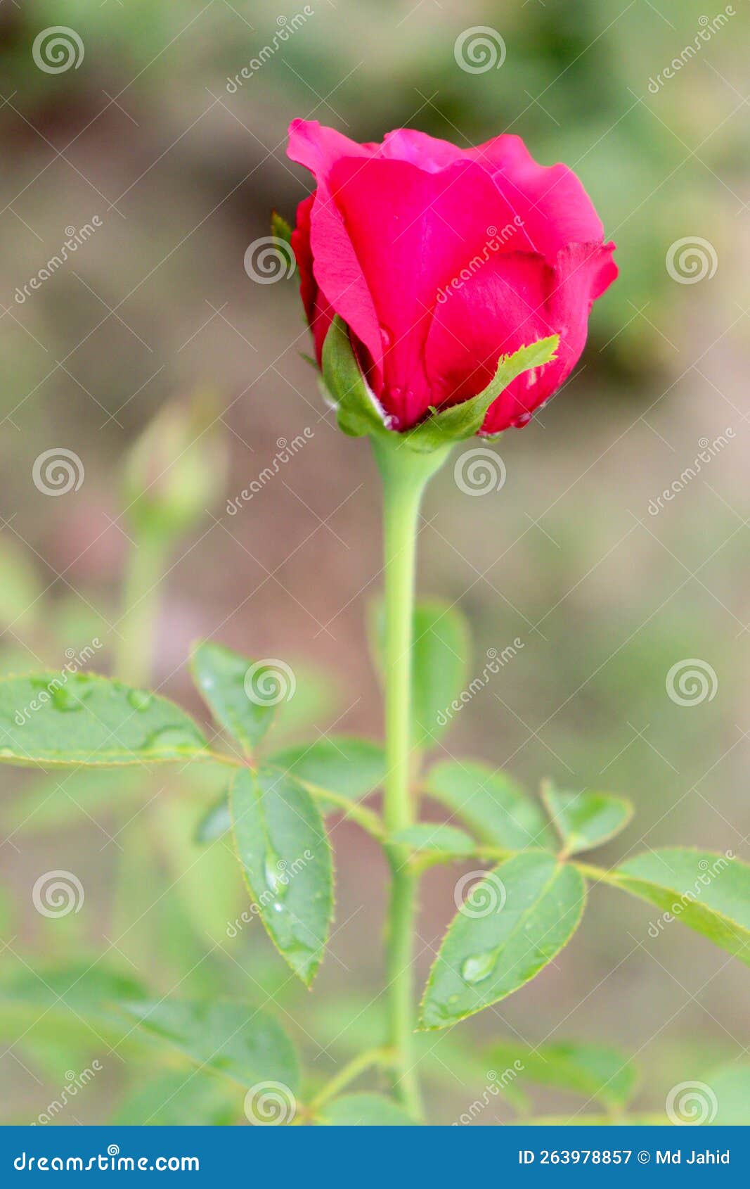 Red rose on tree in firm stock image. Image of plant - 263978857