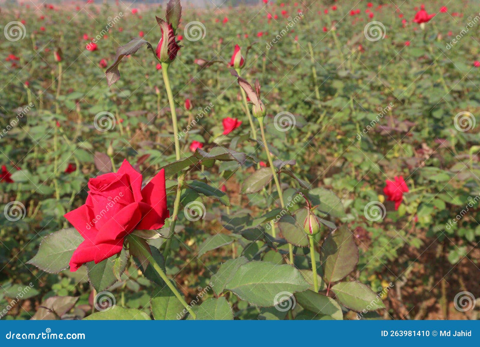 Red rose on tree in firm stock photo. Image of tuberose - 263981410