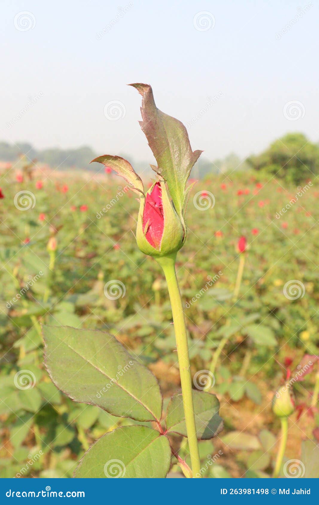 Red rose on tree in firm stock photo. Image of spring - 263981498