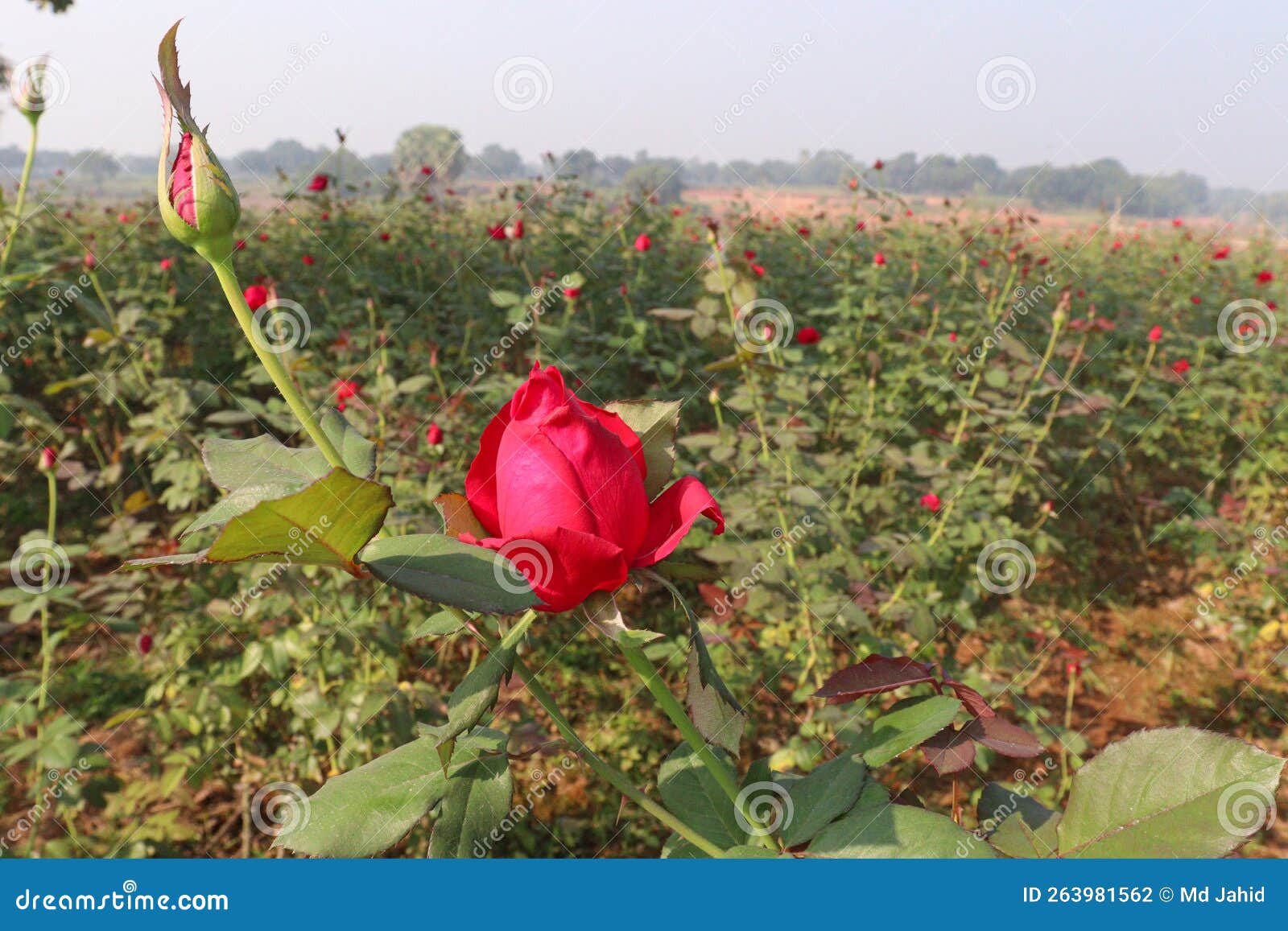 Red rose on tree in firm stock photo. Image of bloom - 263981562