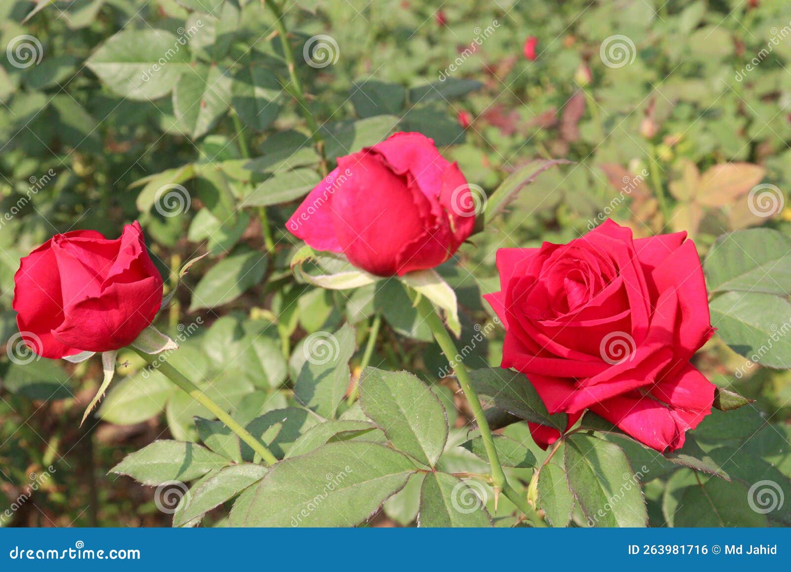 Red rose on tree in firm stock photo. Image of summer - 263981716