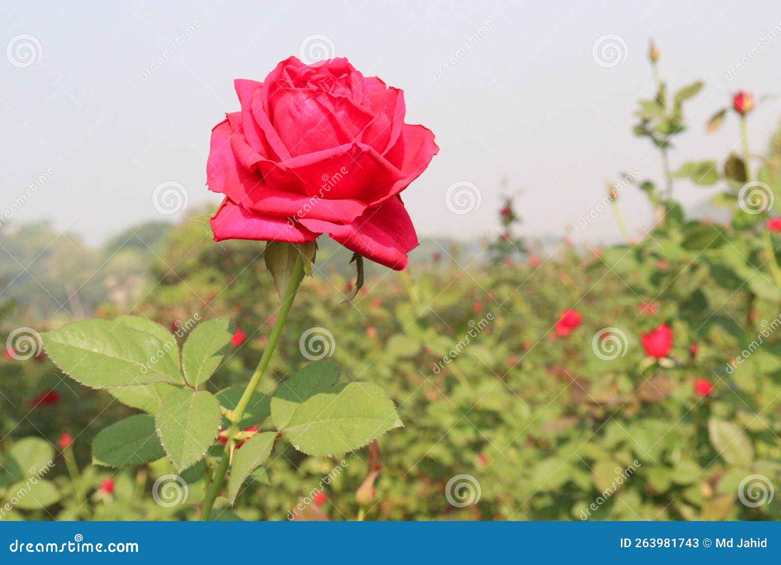 Red rose on tree in firm stock image. Image of greeting - 263981743