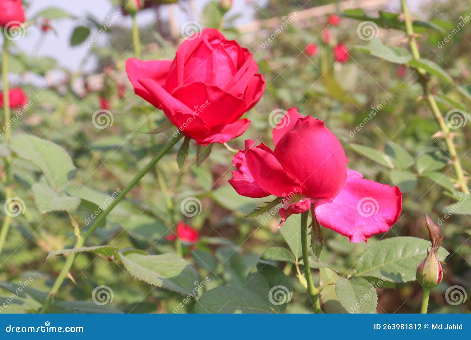 Red rose on tree in firm stock photo. Image of greeting - 263981812
